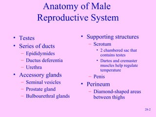 Endocrine System~5 | PPT