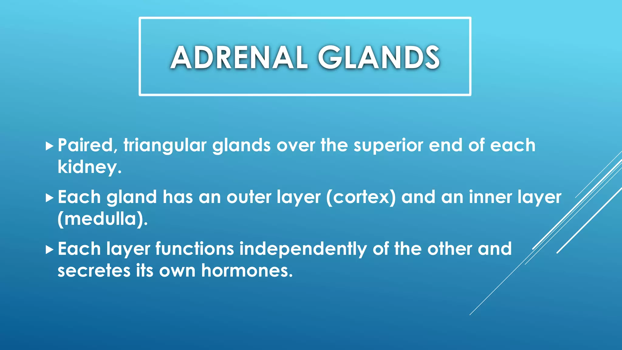 Endocrine System Anatomy | PPTX