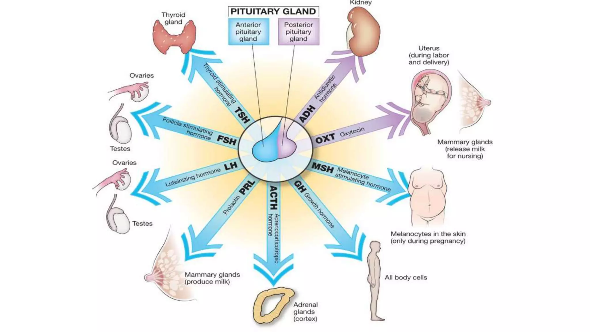 Endocrine System Anatomy | PPTX