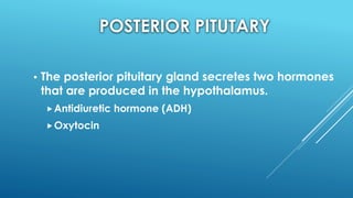 Endocrine System Anatomy | PPTX