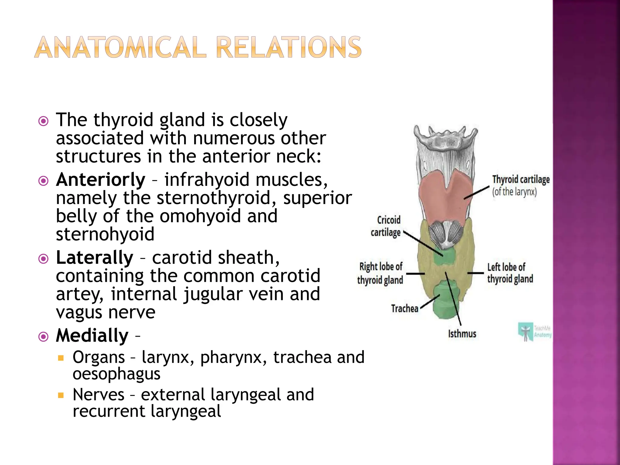 endocrine system anatomy.pptx for BSN Generic | PPTX