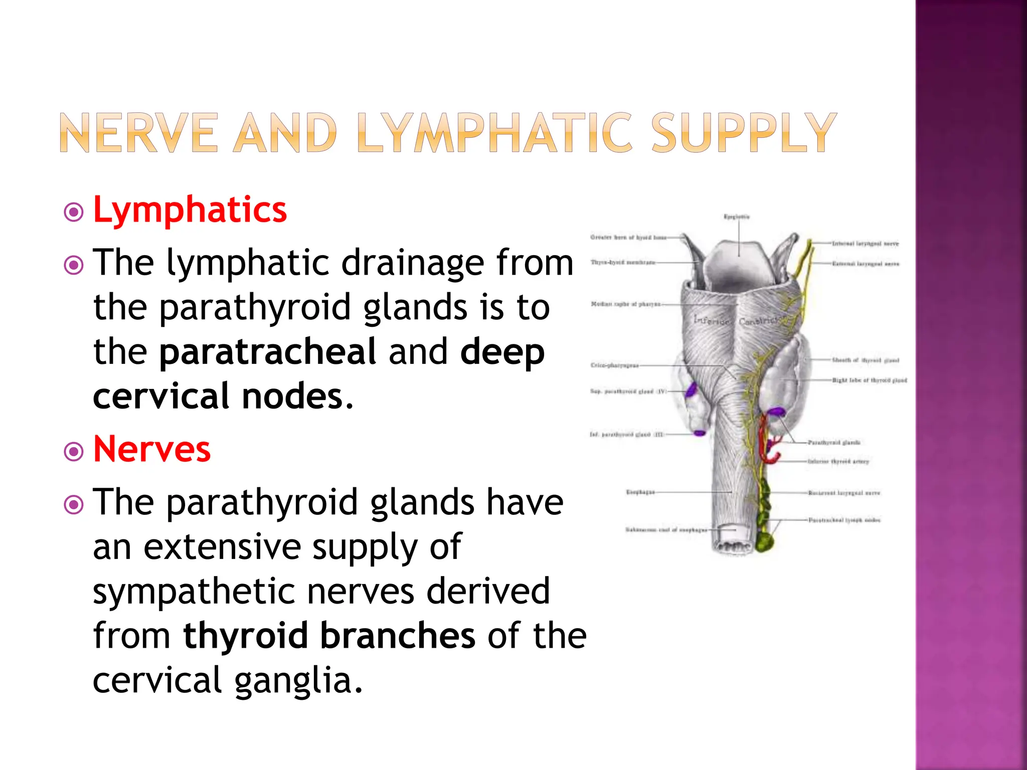 endocrine system anatomy.pptx for BSN Generic | PPTX