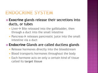 endocrine system anatomy.pptx for BSN Generic | PPTX