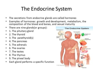endocrine system anatomy.pptx for BSN Generic | PPTX