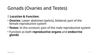 Endocrine System Anatomy with clinical aspects.pptx