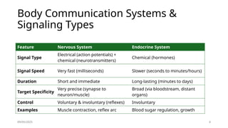 Endocrine System Anatomy with clinical aspects.pptx