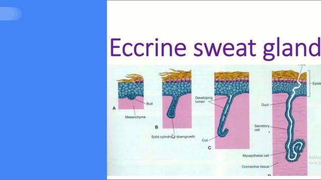 Endocrine system and adolescence | PPTX