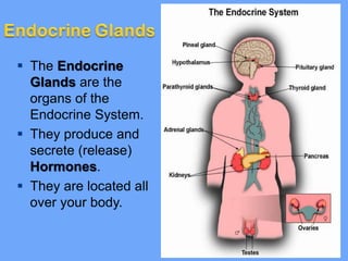 Endocrine system and hormones | PPT