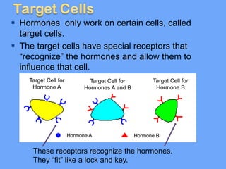 Endocrine system and hormones | PPT