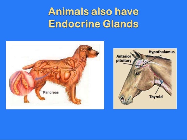 Endocrine system and hormones