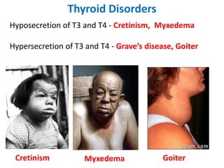 Endocrine system and related disorders.pptx