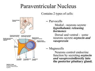 Endocrine system basics | PPTX