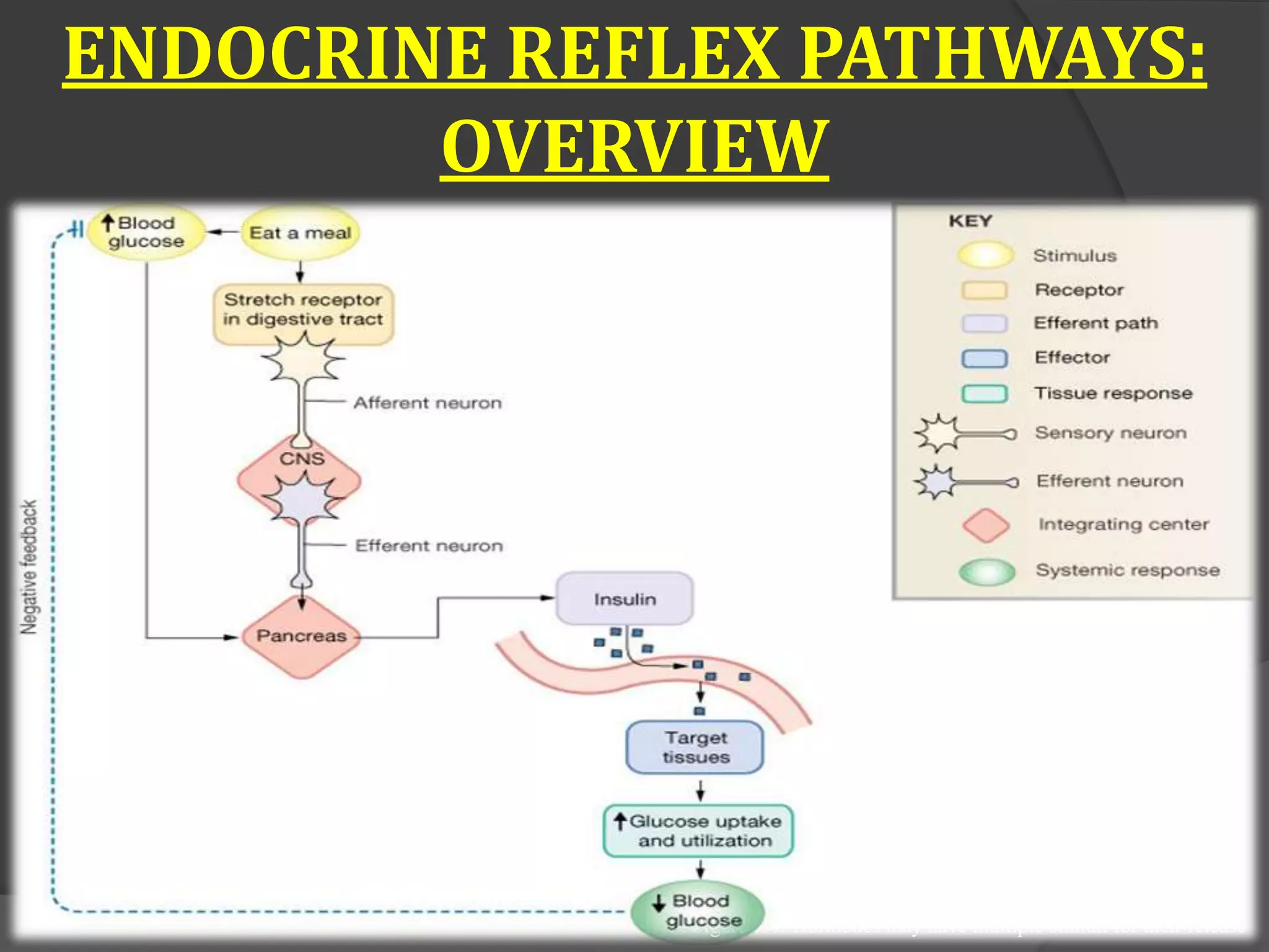 Endocrine system basic | PPTX