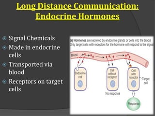 Endocrine system basic | PPTX