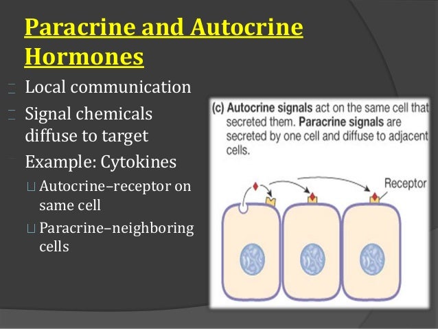 Endocrine system basic
