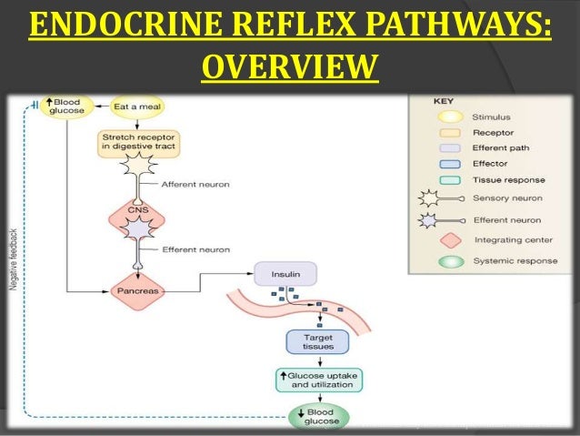 Endocrine system basic