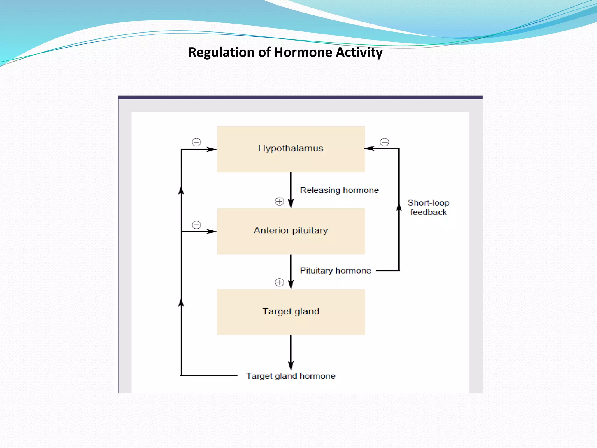 Endocrine system basic-ppt | PPT | Endocrine and Metabolic Diseases ...