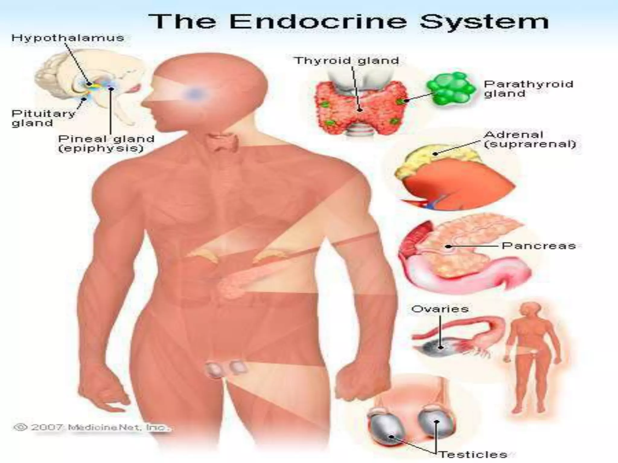Endocrine system basic-ppt | PPT