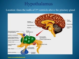 Endocrine system basic-ppt | PPT