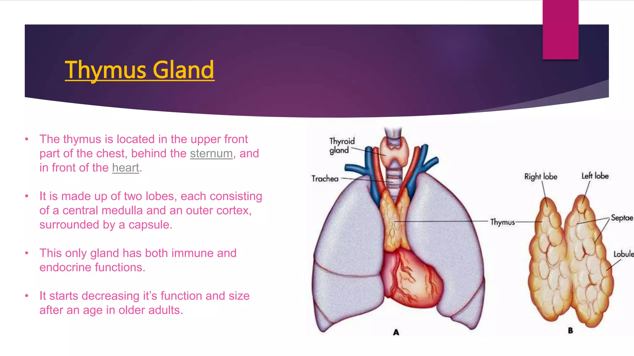 ENDOCRINE SYSTEM BY ASHISH SENGAR (PPT).pptx