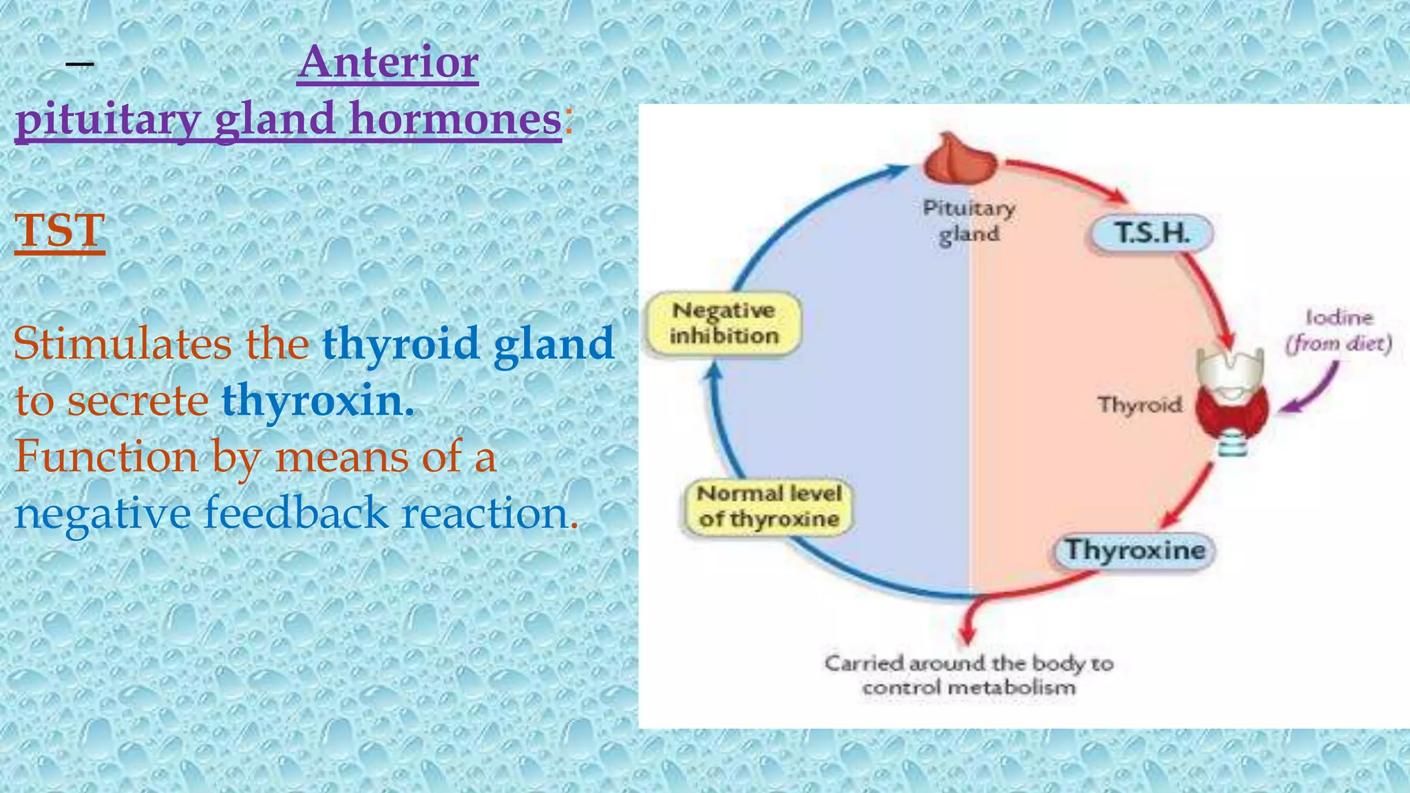Endocrine system by NP SELOMA | PPTX | Thyroid Disorders | Endocrine ...
