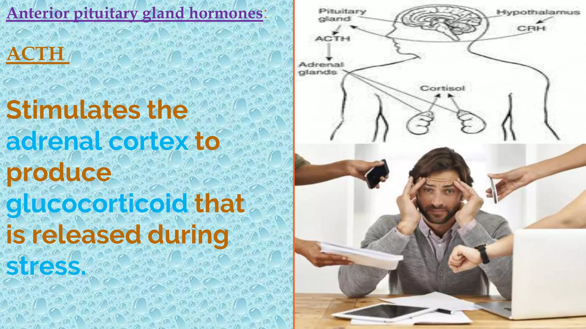 Endocrine system by NP SELOMA | PPTX | Thyroid Disorders | Endocrine ...