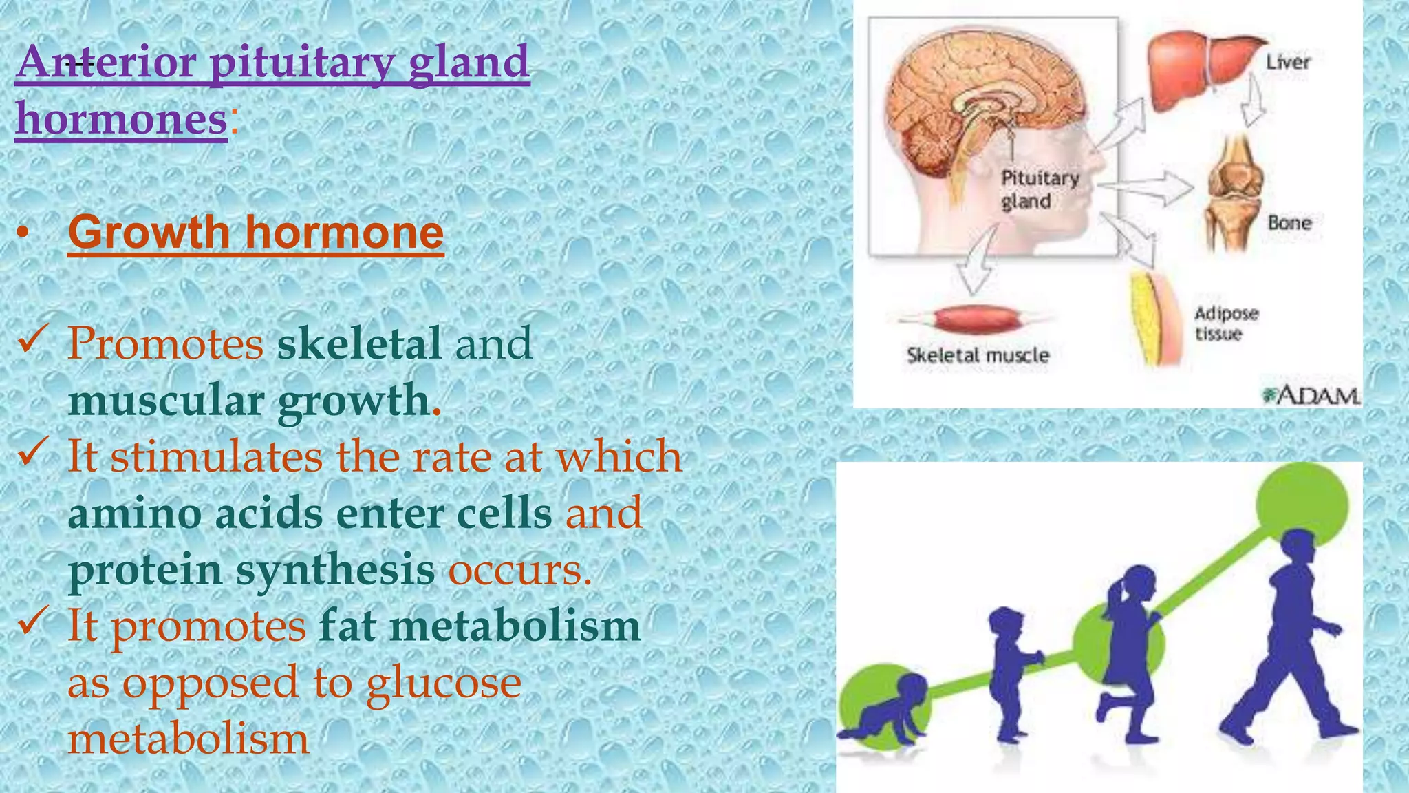 Endocrine system by NP SELOMA | PPTX | Thyroid Disorders | Endocrine ...