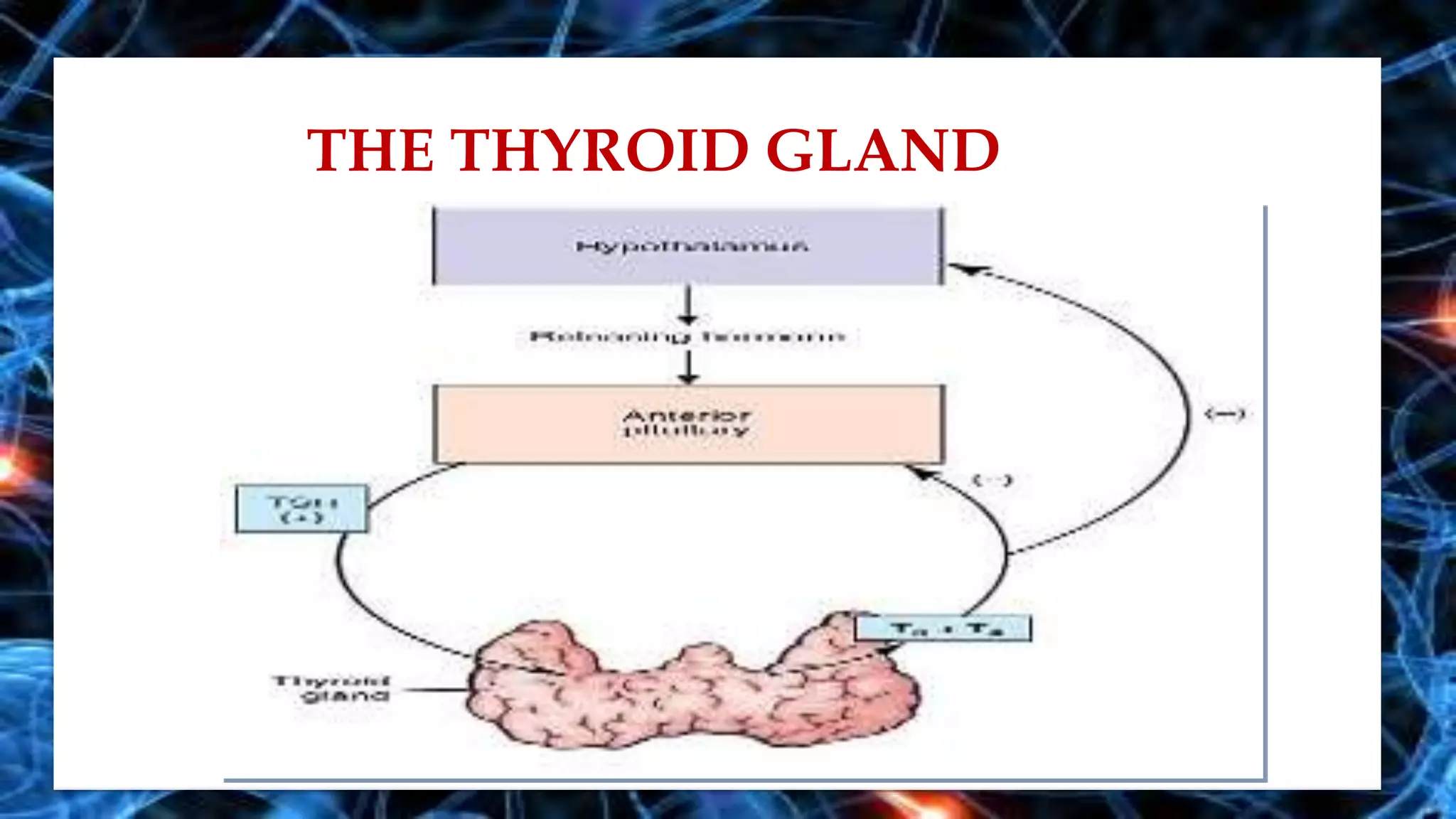 Endocrine system by NP SELOMA | PPTX | Thyroid Disorders | Endocrine ...