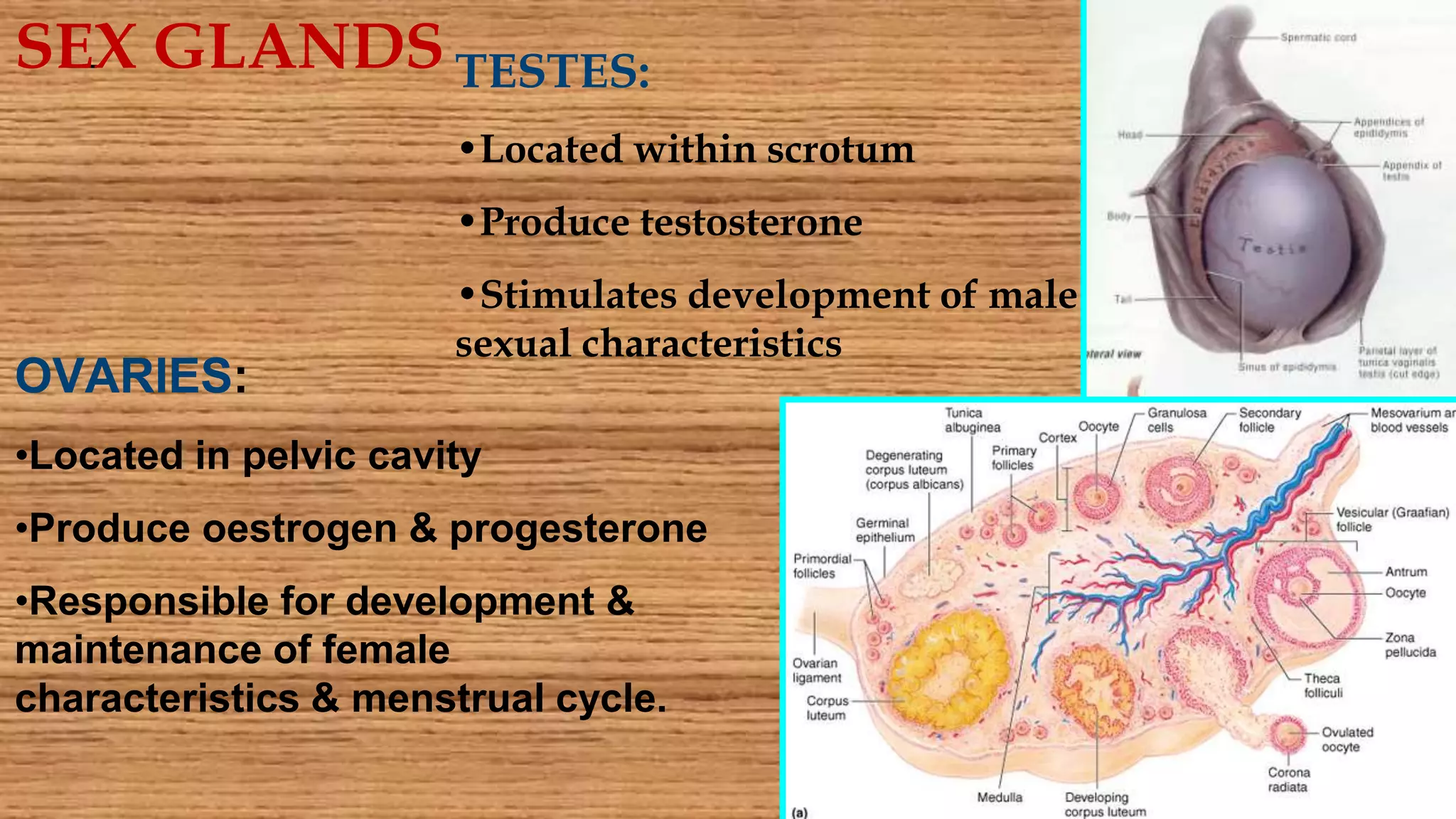 Endocrine system by NP SELOMA | PPTX | Thyroid Disorders | Endocrine ...