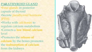 Endocrine system by NP SELOMA | PPT