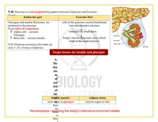 Endocrine System complete _240614_205932 (1).pptx