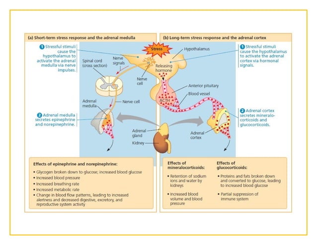Endocrine System complete _240614_205932 (1).pptx