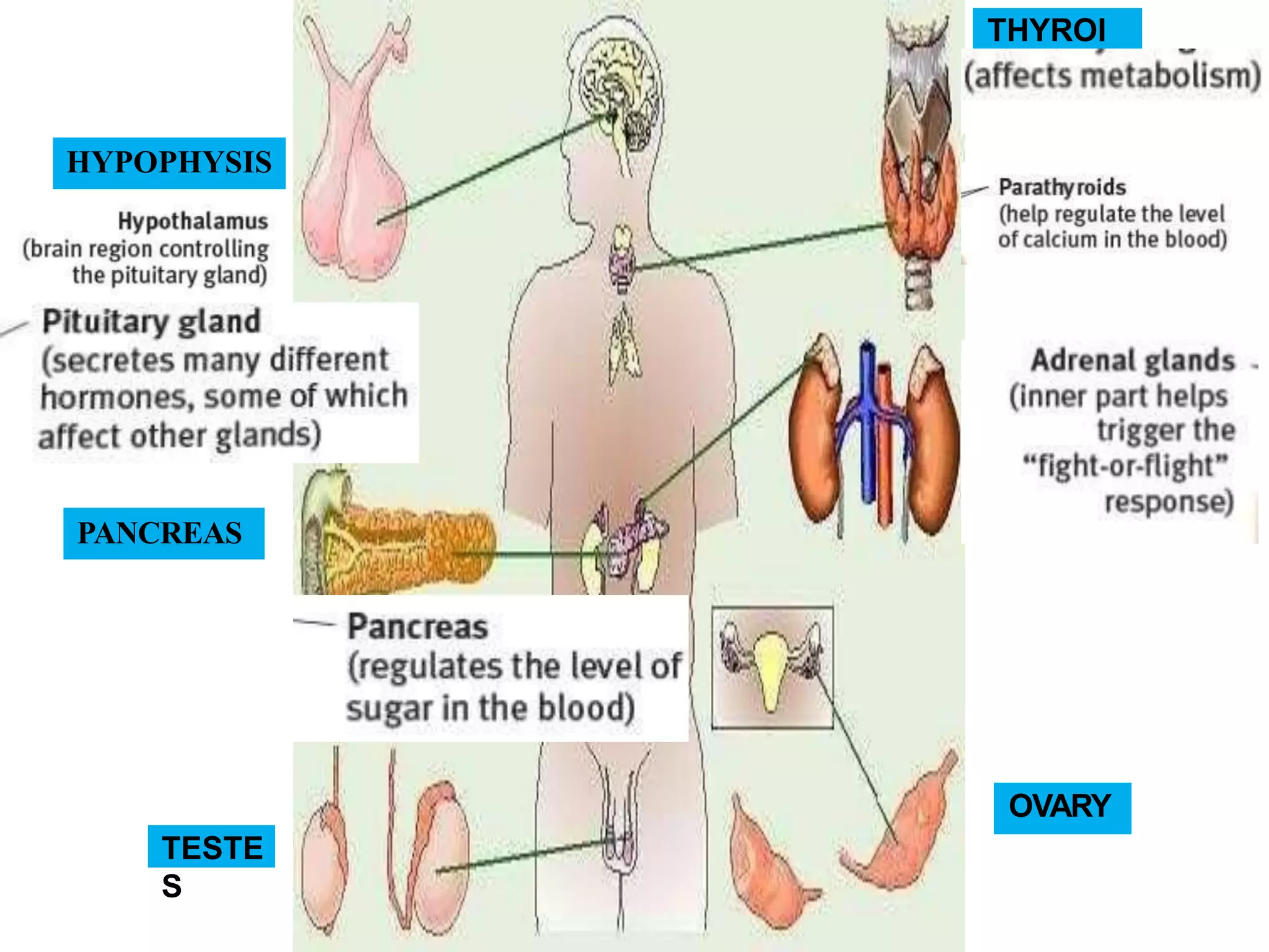 Endocrine system diabetes thyroid disease and hormones by rakesh rana ...
