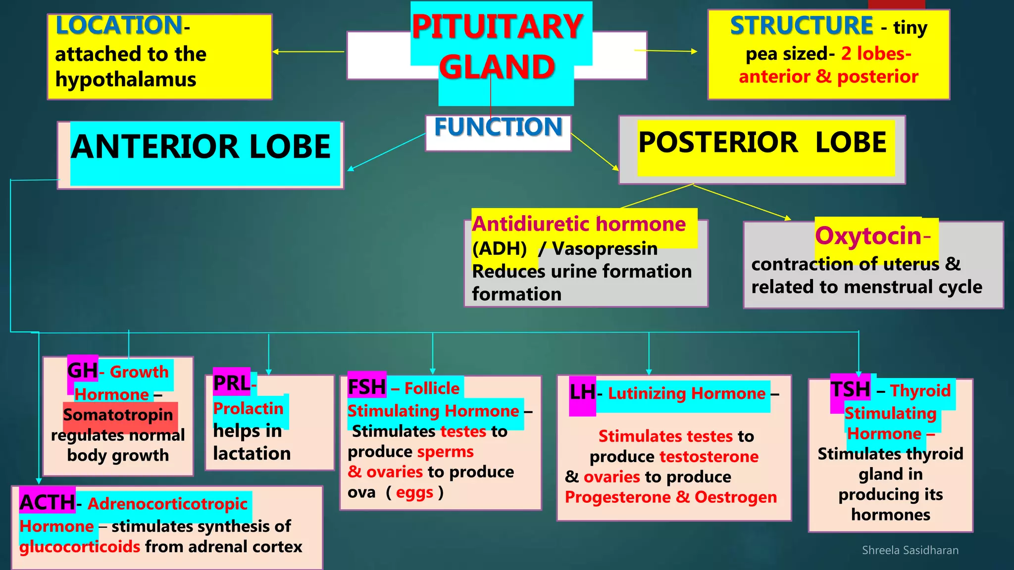 Endocrine system anatomy and physiology yogic corelation | PPTX