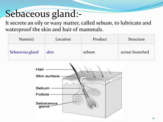 Endocrine system & exocrine system | PPTX