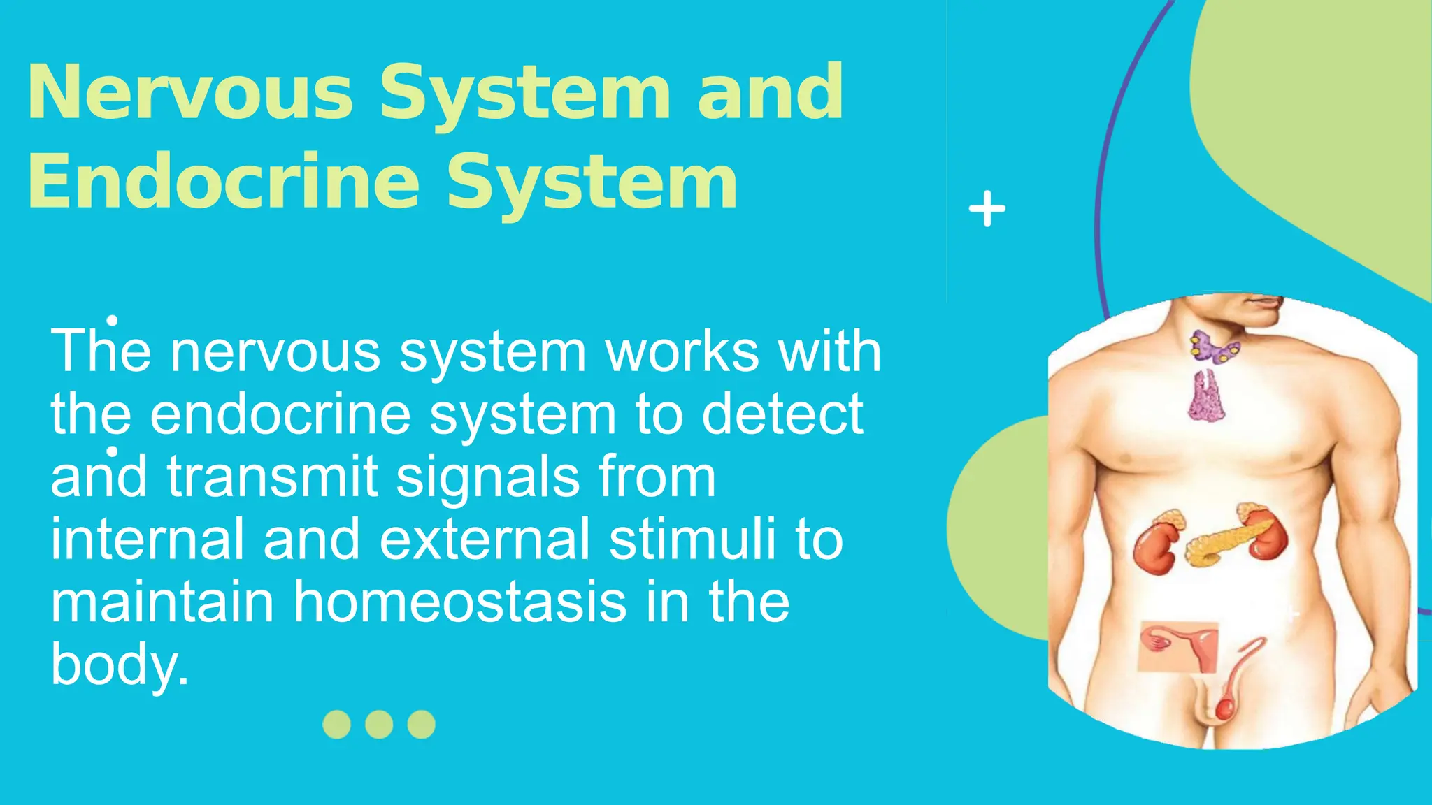 Endocrine System grade 10 lesson FINAL PPT.pptx