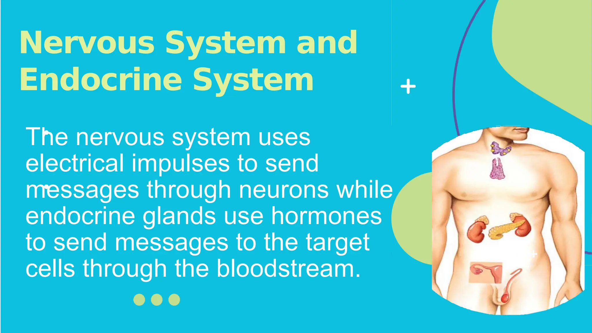 Endocrine System grade 10 lesson FINAL PPT.pptx | Thyroid Disorders ...