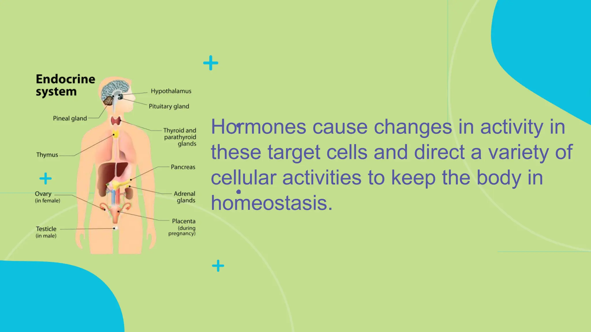 Endocrine System grade 10 lesson FINAL PPT.pptx | Thyroid Disorders ...