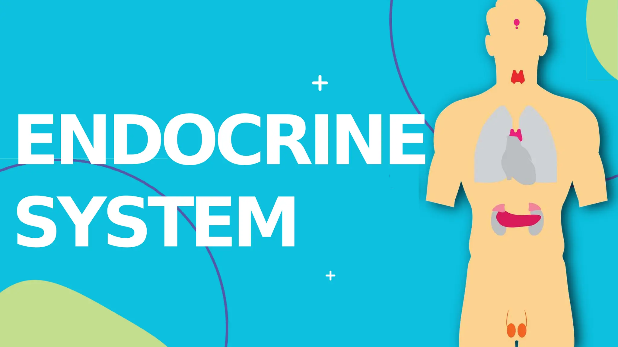 Endocrine System grade 10 lesson FINAL PPT.pptx