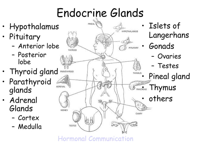 Endocrine systemglands | PPT