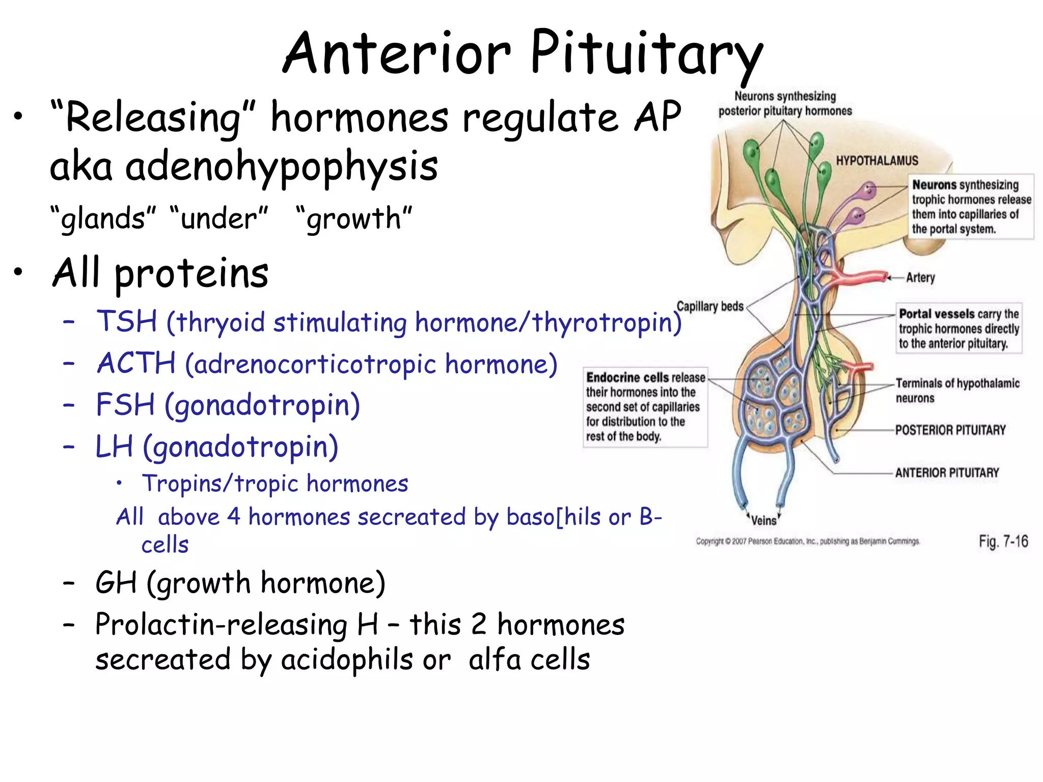 Endocrine system glands | PPT