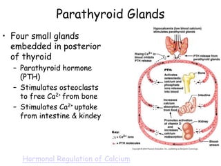 Endocrine system glands | PPT