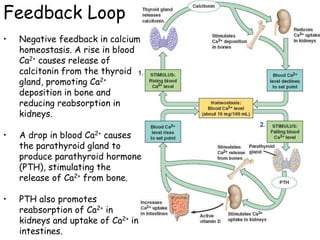 Endocrine system glands | PPT
