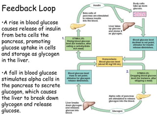 Endocrine system glands | PPT