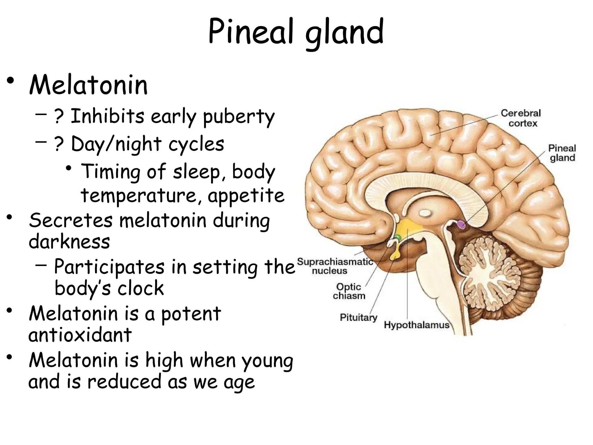 About Endocrine System Glands-Unit 4C.pptx