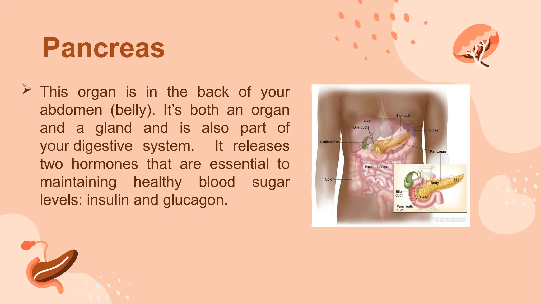 ENDOCRINE SYSTEM REPORT_TESDA CAREGIVING NCII | PPT