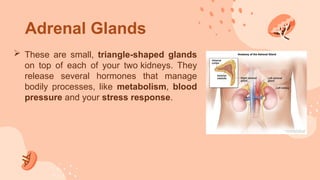 ENDOCRINE SYSTEM REPORT_TESDA CAREGIVING NCII | PPT