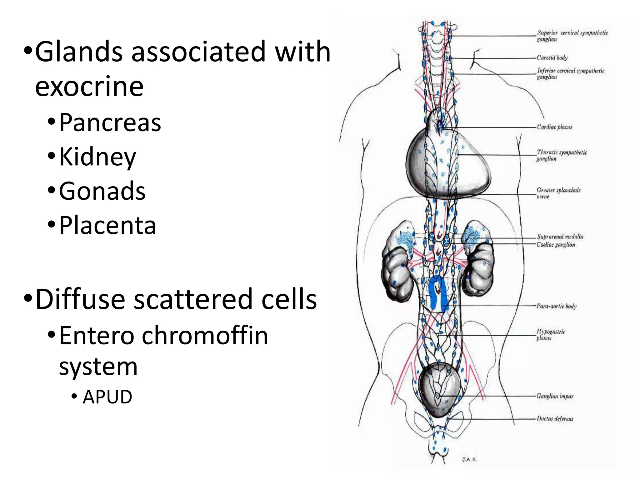 Endocrine system i modified ug - copy | PDF