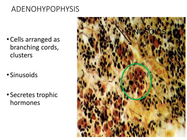 Endocrine system i modified ug - copy | PPT