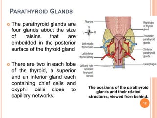 Endocrine System II.pptx